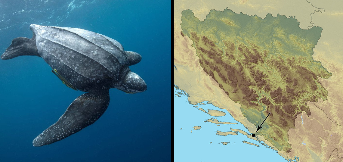 Sedmopruga usminjača: Dermochelys coriacea - BHHUTRA