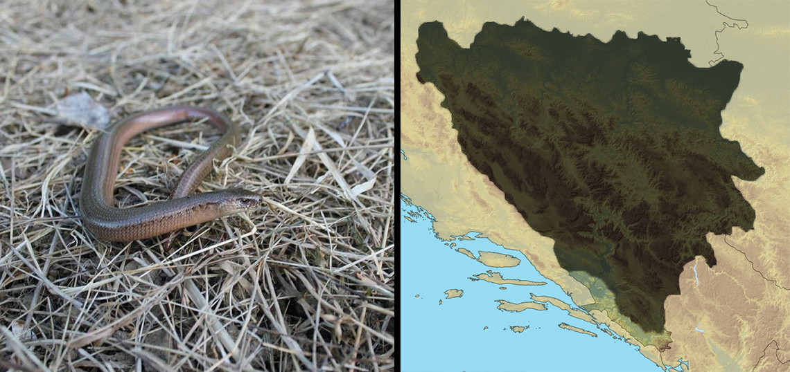 Sljepić: Anguis fragilis - BHHUTRA