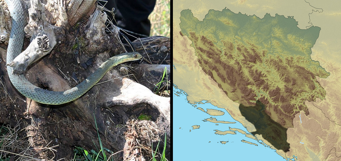 Zmajur: Malpolon insignitus - BHHUTRA