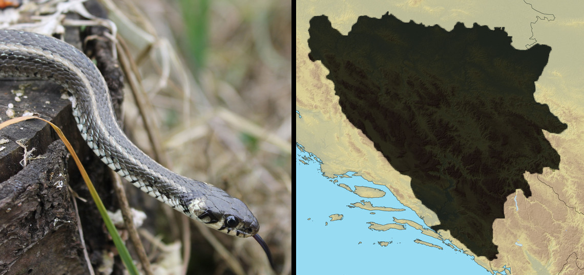 Bjelouška: Natrix natrix - BHHUTRA