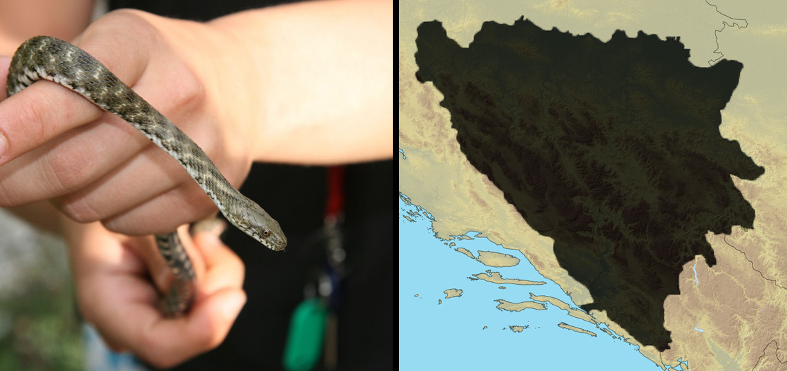 Ribarica: Natrix tessellata - BHHUTRA