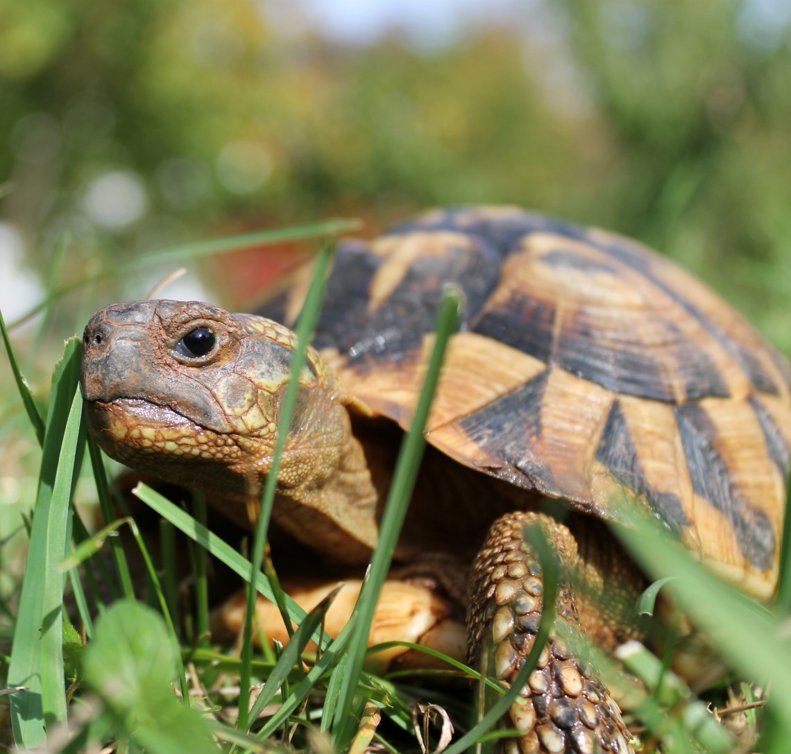 Testudo hermanii - BHHUTRA