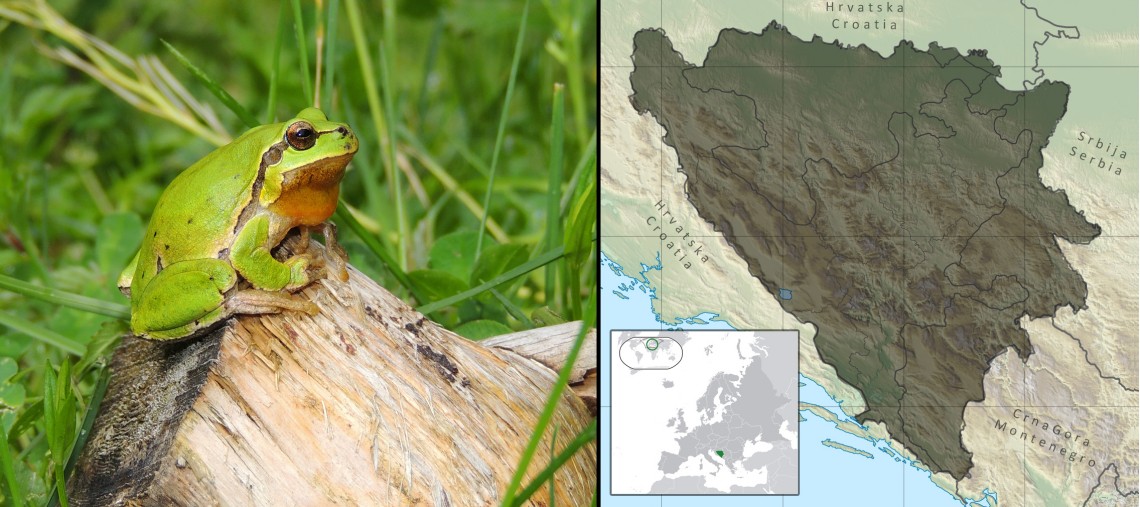 Gatalinka (kišnica): Hyla arborea - BHHUTRA