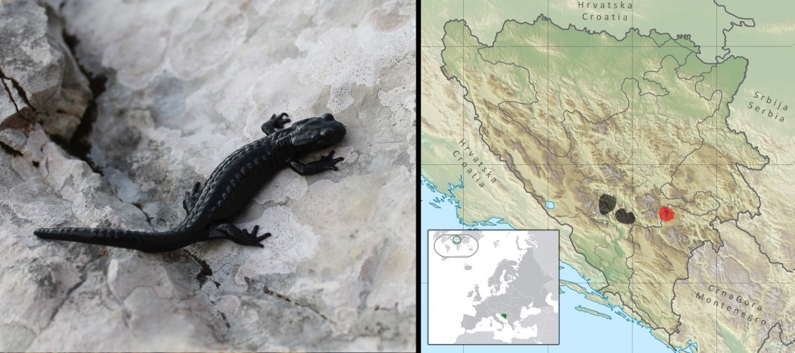 Crni (alpski) daždevnjak: Salamandra atra - BHHUTRA