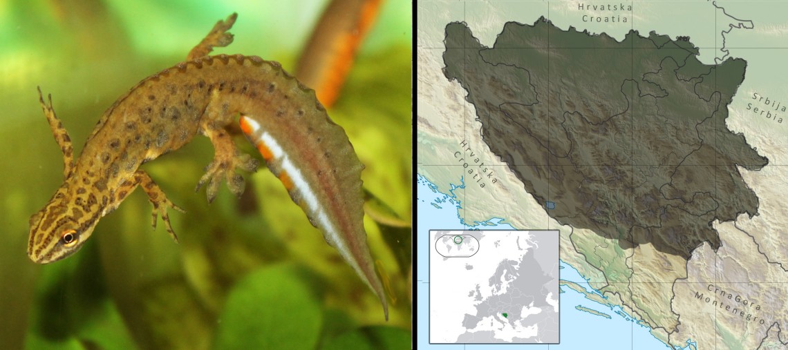 Mali vodenjak (triton): Lissotriton vulgaris - BHHUTRA