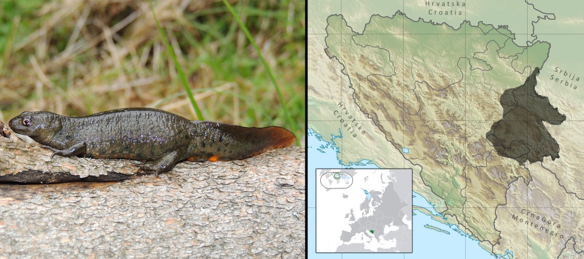 Veliki (makedonski) krestati vodenjak: Triturus macedonicus - BHHUTRA